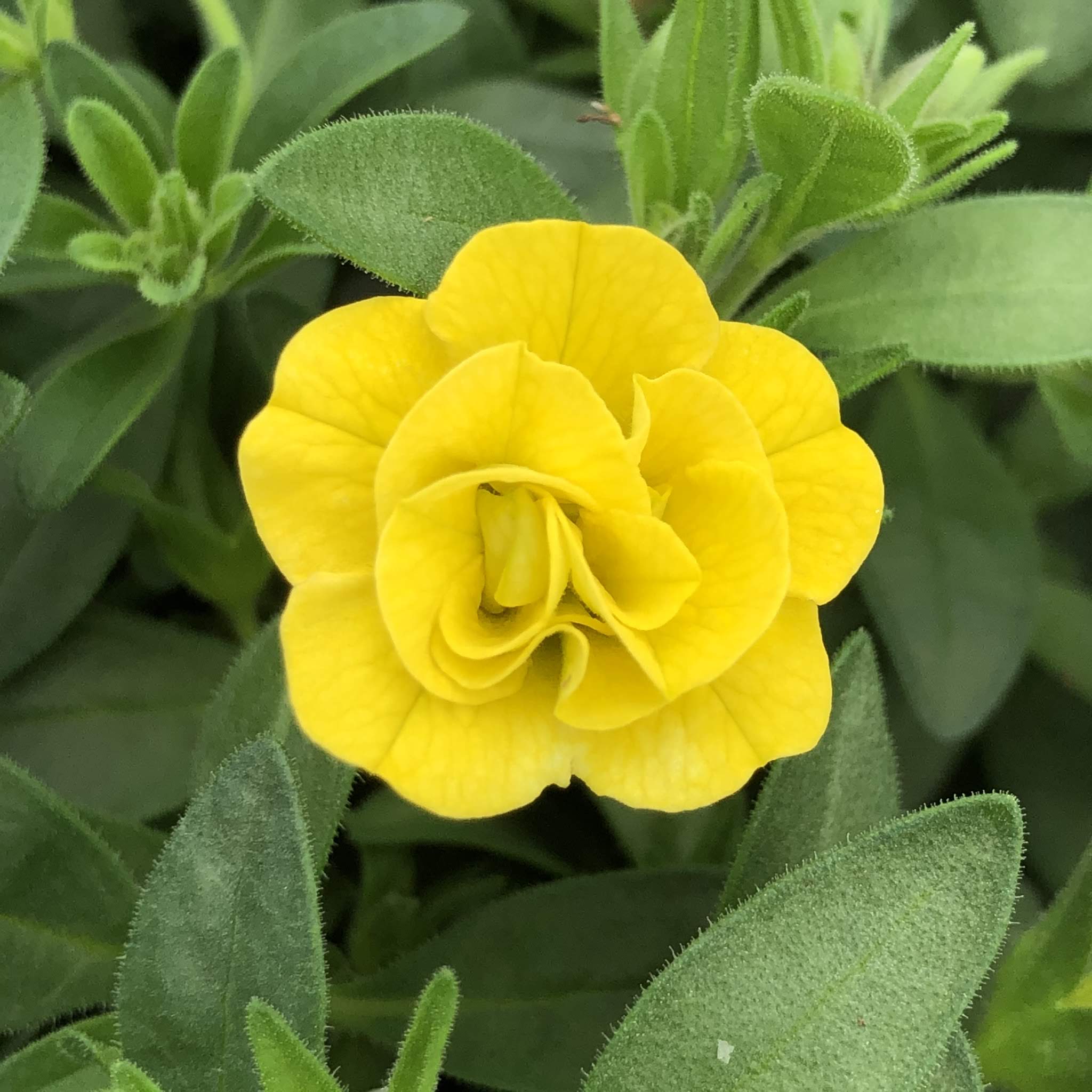 Calibrachoa Double MiniFamous Neo Deep Yellow - Garden Footprints