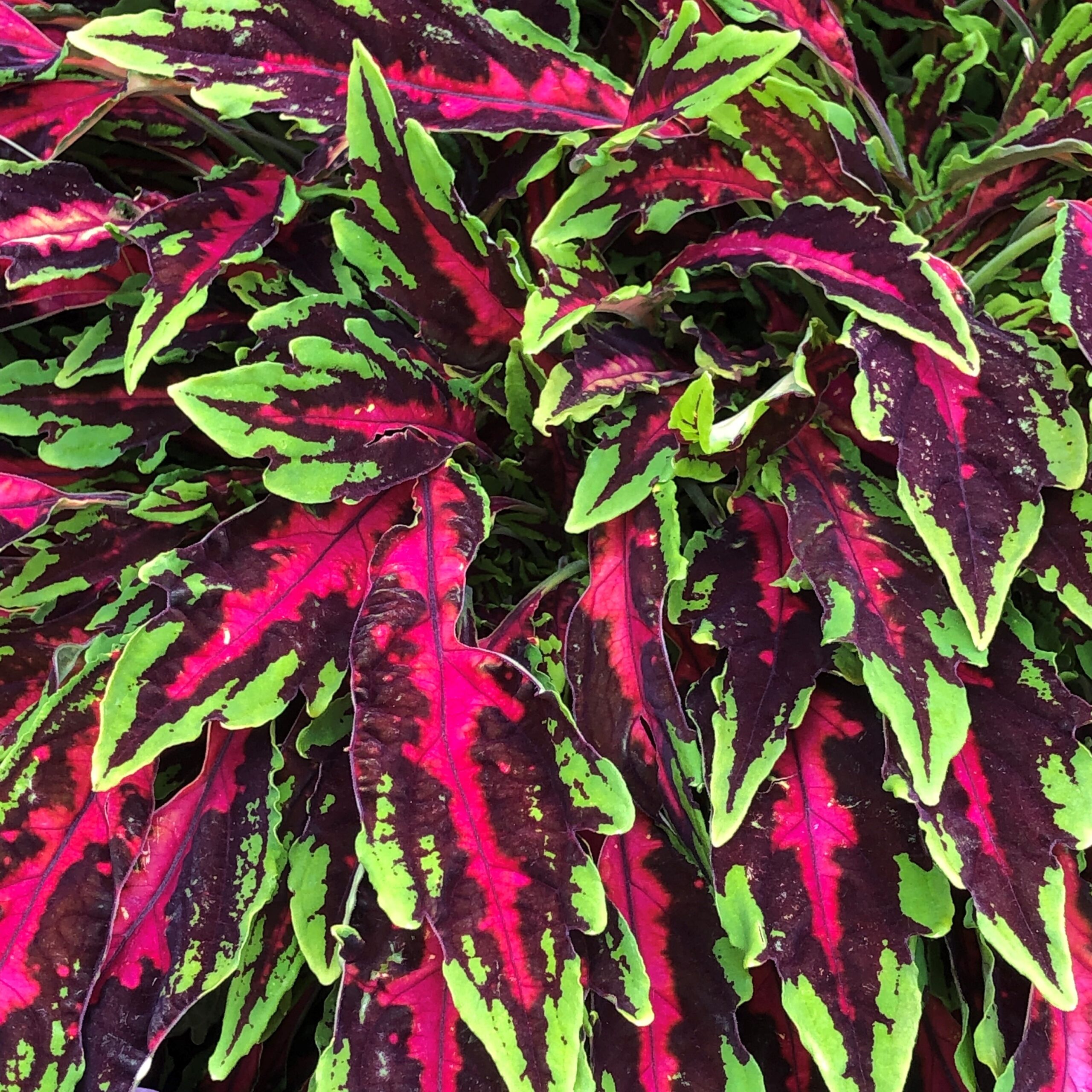 Coleus MicroBlaze Spitfire - Garden Footprints