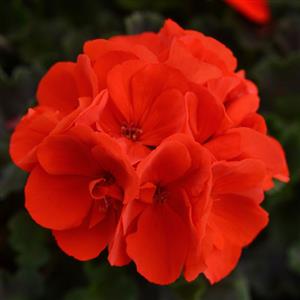 Geranium Zonal Presto Deep Scarlet - Garden Footprints