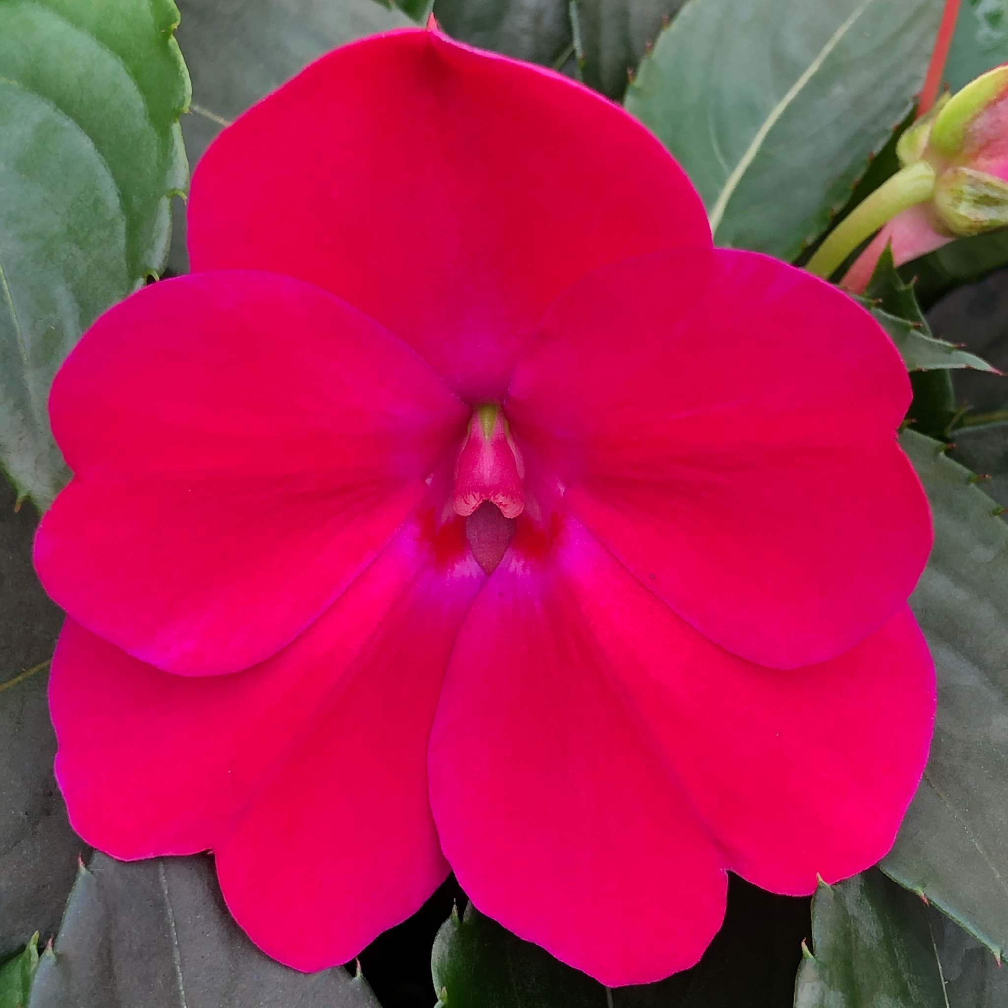 Impatiens SunPatiens Compact Rose Glow - Garden Footprints