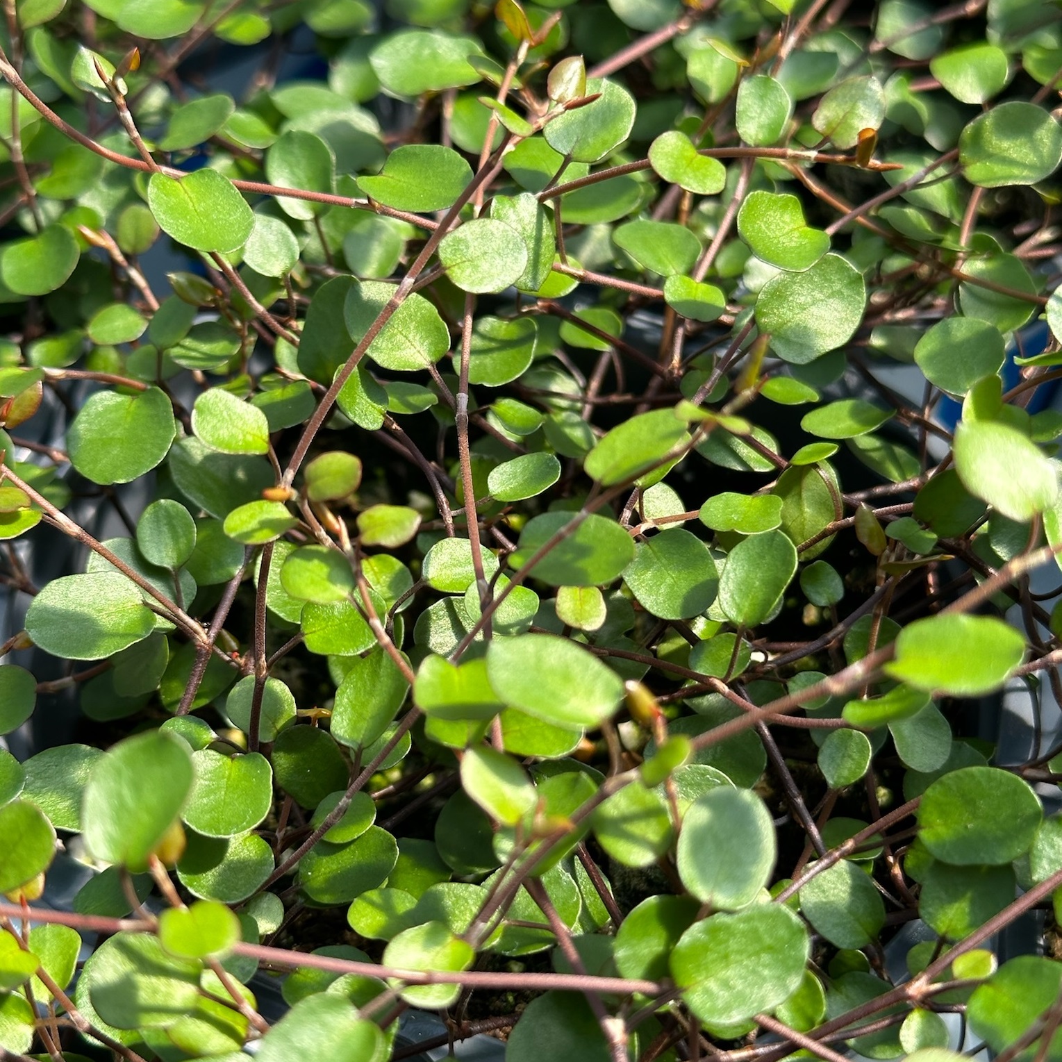 Muehlenbeckia Creeping Wire Vine - Garden Footprints