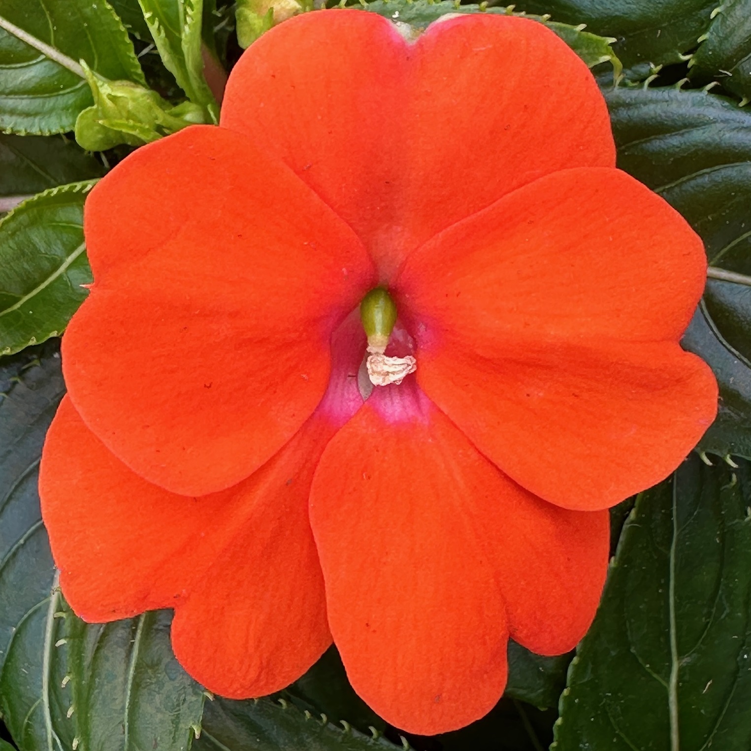 New Guinea Impatiens Sonic Orange - Garden Footprints