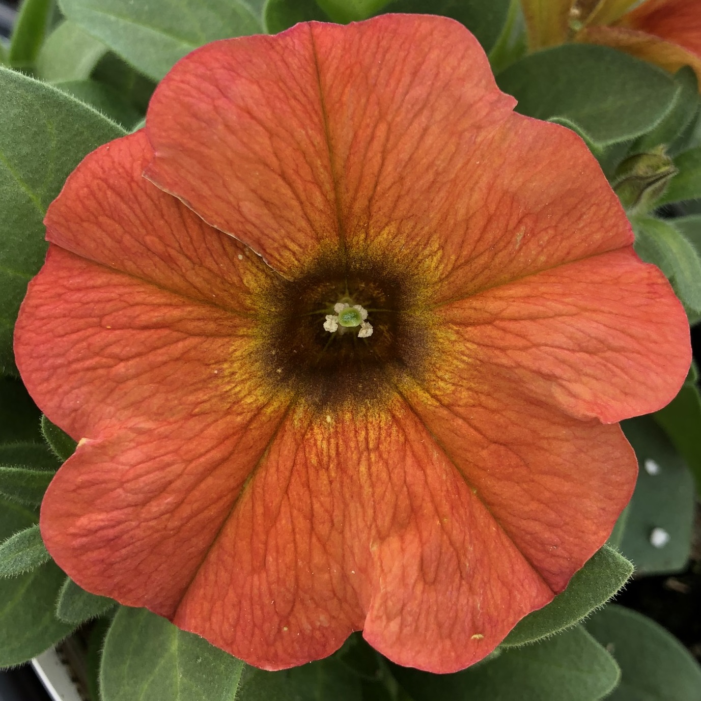 Petchoa SuperCal Premium Cinnamon - Garden Footprints