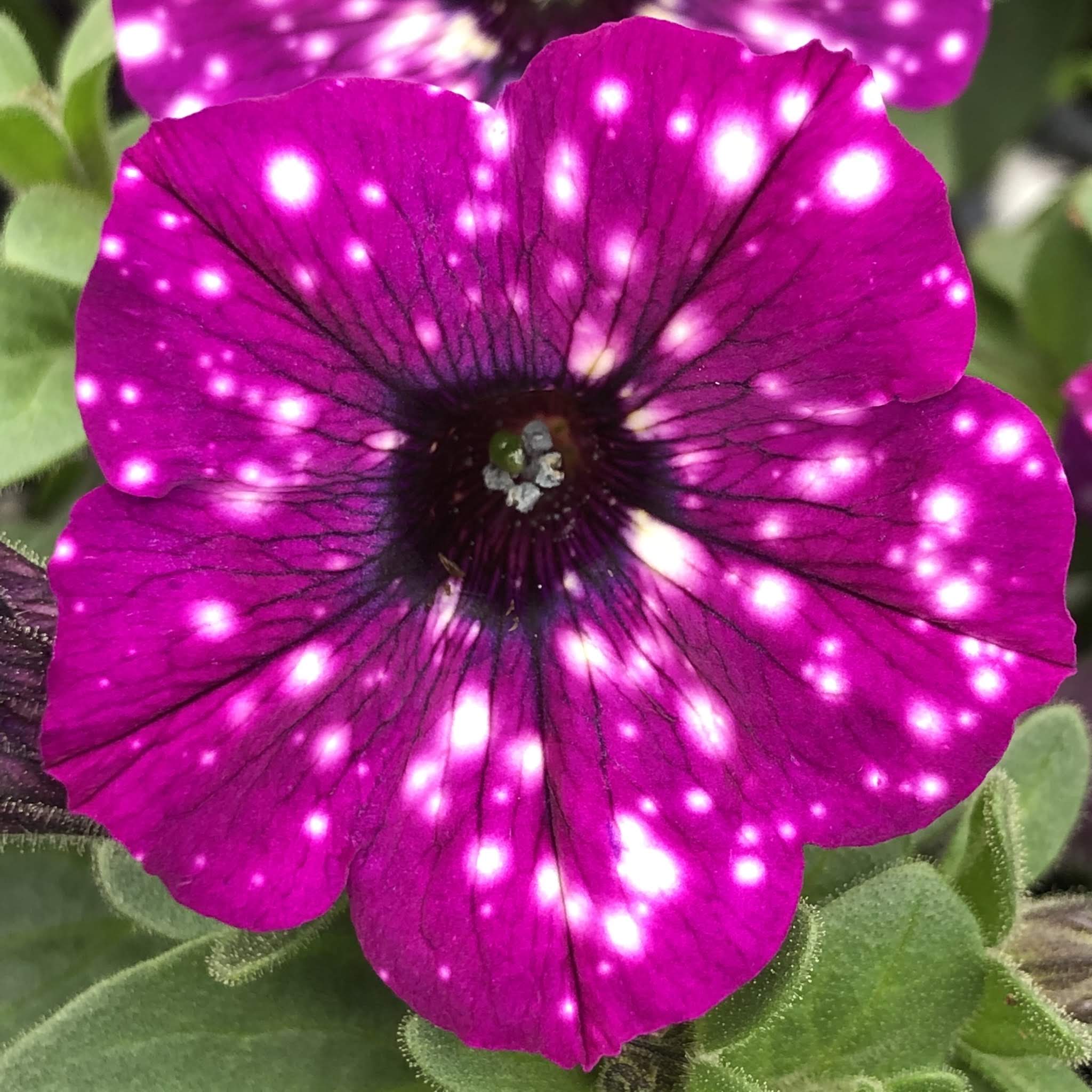 Petunia Headliner Electric Purple Sky - Garden Footprints