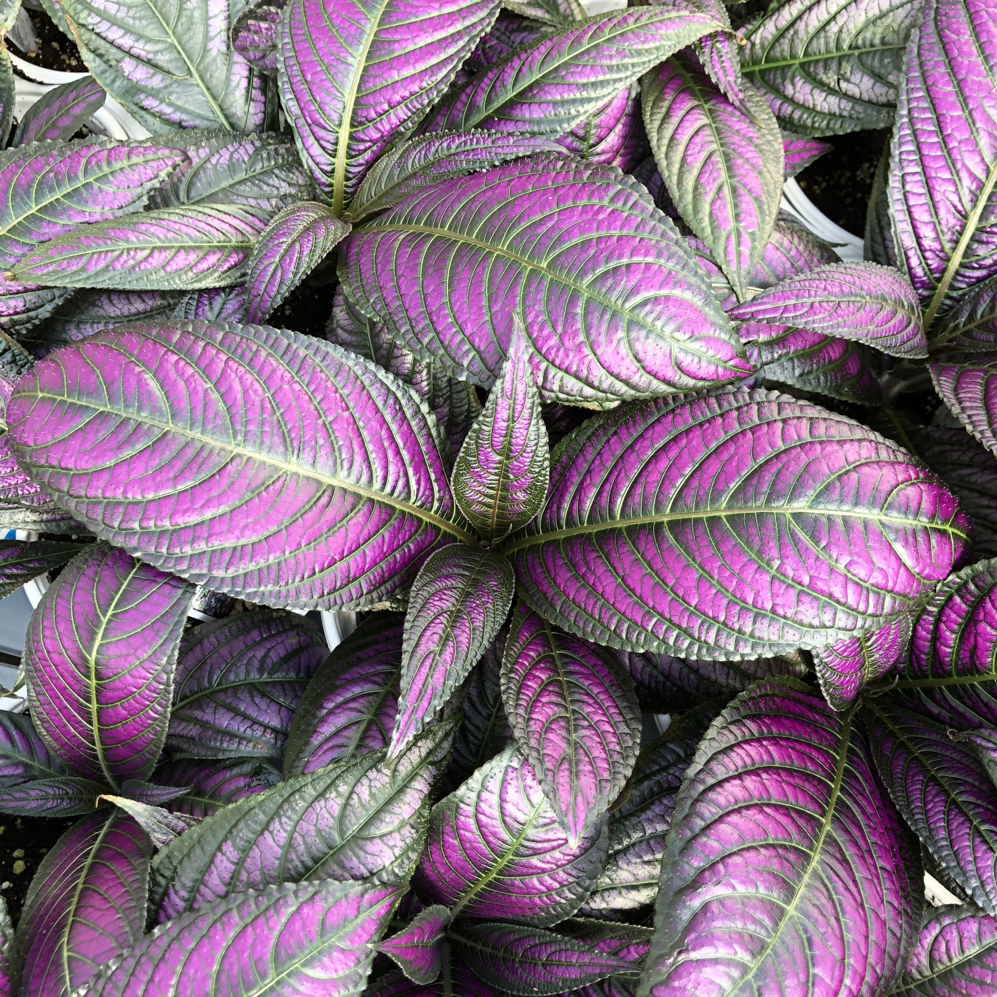 Strobilanthes Persian Shield - Garden Footprints