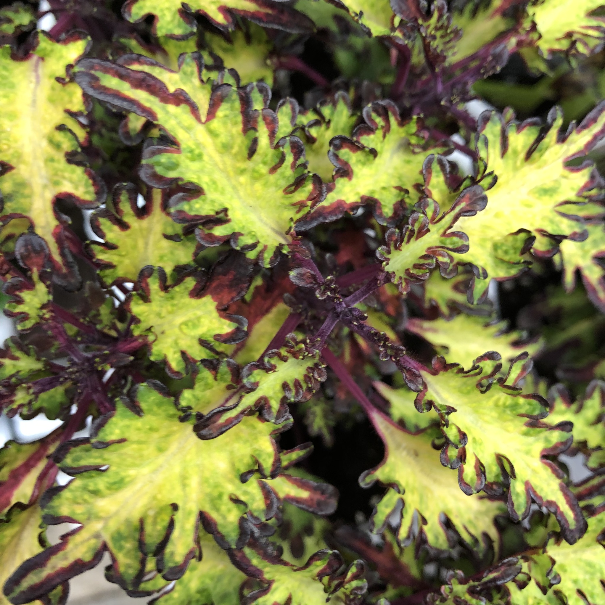 Coleus Merlin's Magic - Garden Footprints