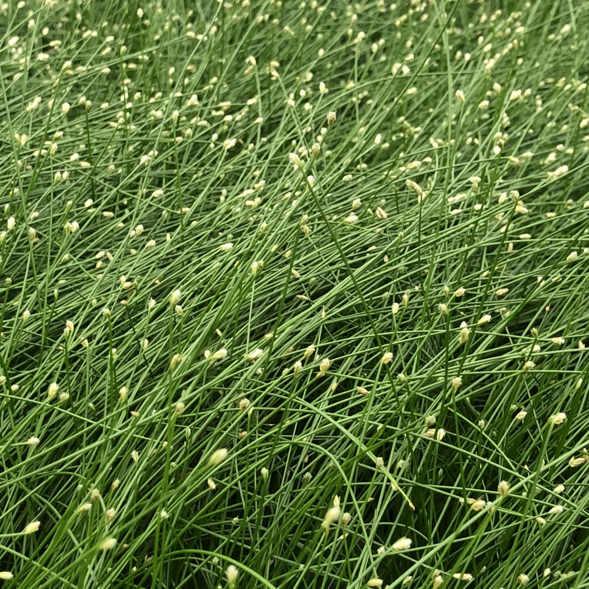 Grass Scirpus Fiber Optic - Garden Footprints